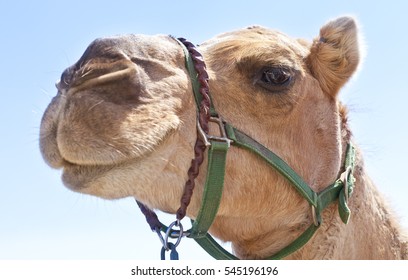 Cool Camel Experience Montana Stock Photo 1418503184 | Shutterstock