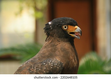10,278 Eagle Shot Images, Stock Photos & Vectors | Shutterstock