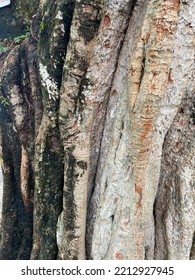Mango skin texture : 1 445 images, photos et images vectorielles de ...
