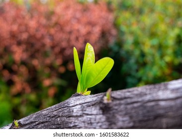 751 Put forth bud Images, Stock Photos & Vectors | Shutterstock