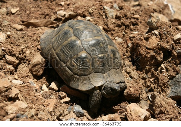 Close Shot Single Turtle Stock Photo 36463795 | Shutterstock