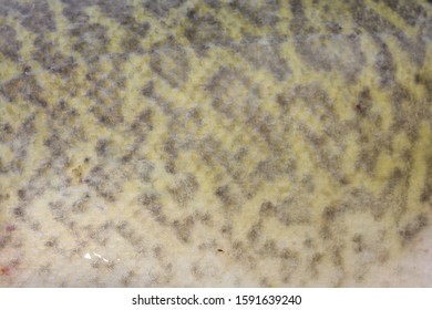 45 Murray cod Images, Stock Photos & Vectors | Shutterstock