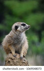 140 imágenes de Meerkat side profile - Imágenes, fotos y vectores de ...