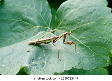 Close Side View Praying Mantis On Stock Photo (Edit Now) 1839725449