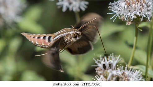 2,152 Side view of moth Images, Stock Photos & Vectors | Shutterstock