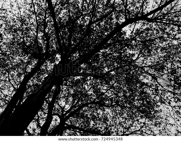 Close Silhouette Tree Top Pattern Background Stock Photo 724945348 ...