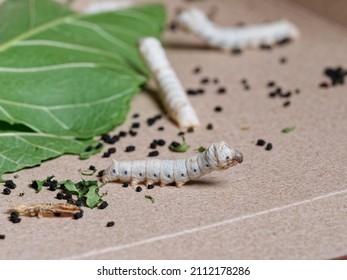 1,127 Moulted larvae Images, Stock Photos & Vectors | Shutterstock