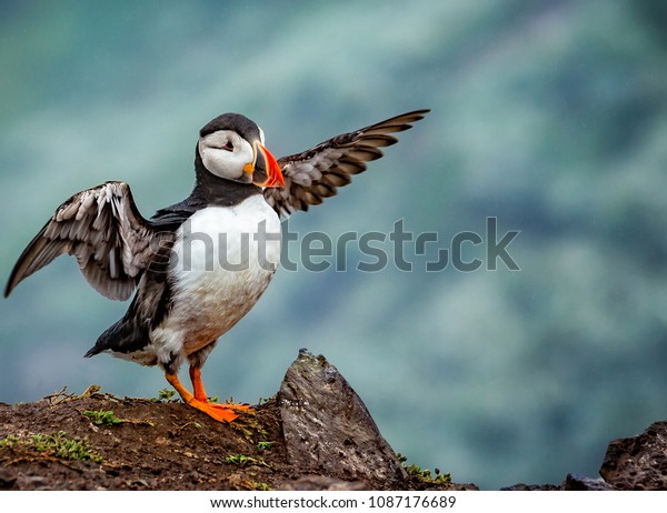 Close Single Puffin Flapping Wings Stock Photo (Edit Now) 1087176689