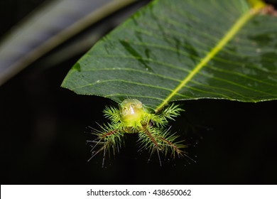 Euclidae Images, Stock Photos & Vectors | Shutterstock