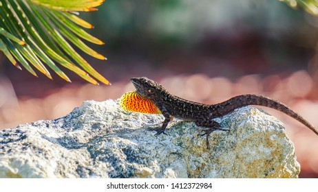 3 Gecko Leap Stock Photos, Images & Photography | Shutterstock