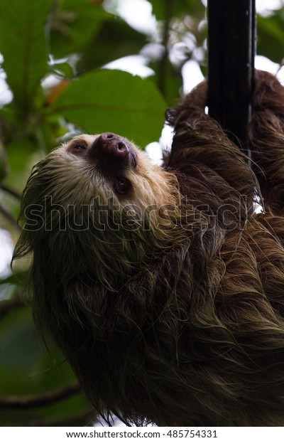 Close Small Sloth Crossing Road Using Stock Photo 485754331 | Shutterstock