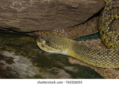 Close Snake Stock Photo 765326053 | Shutterstock