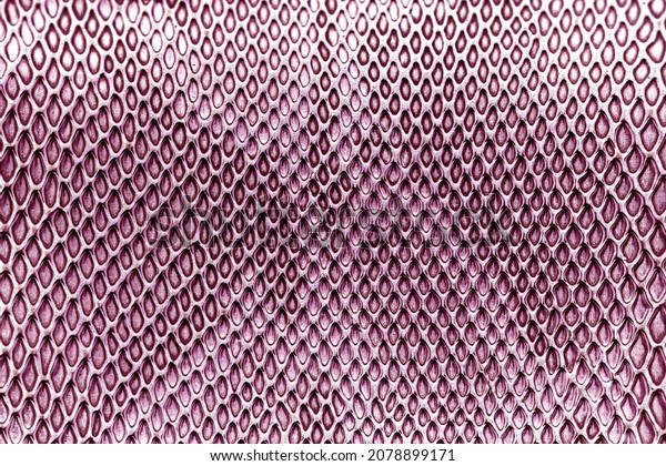Close Snake Skin Texture Use Background Stock Photo 2078899171 ... Close Snake Skin Texture Use Background Stock Photo 2078899171 ...