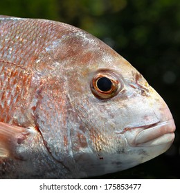 Close Snapper Head Stock Photo 175853477 | Shutterstock