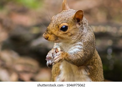 Close Squirrel Stock Photo 1046975062 | Shutterstock
