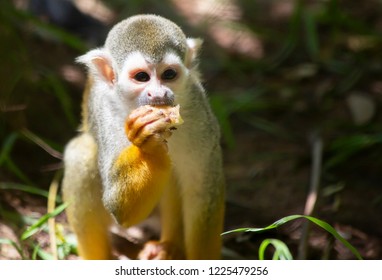 Close Squirrel Monkey Eating Fruit Snack Stock Photo 1225479256 ...
