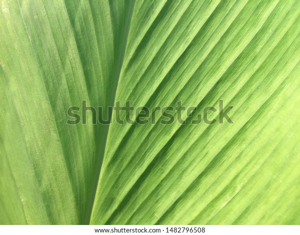 Close Straight Align Texture Daun Kantan Stock Photo 1482796508 ...