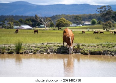 1,094 Livestock dam Images, Stock Photos & Vectors | Shutterstock