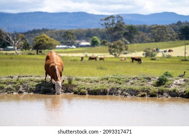 1,094 Livestock dam Images, Stock Photos & Vectors | Shutterstock