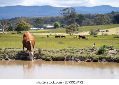 1,094 Livestock dam Images, Stock Photos & Vectors | Shutterstock