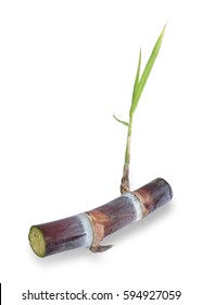4,029 Sugar cane single Images, Stock Photos & Vectors | Shutterstock