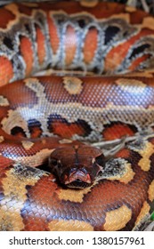 119 Python brongersmai Images, Stock Photos & Vectors | Shutterstock