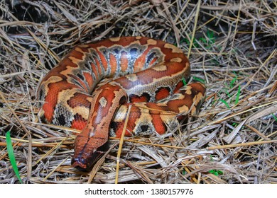 119 Python brongersmai Images, Stock Photos & Vectors | Shutterstock
