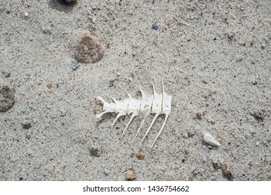 325 Sun bleached bone Images, Stock Photos & Vectors | Shutterstock