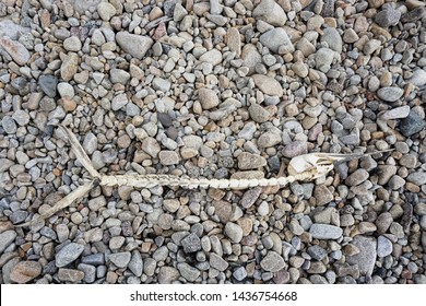 325 Sun bleached bone Images, Stock Photos & Vectors | Shutterstock