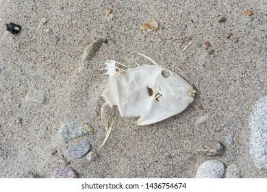 325 Sun bleached bone Images, Stock Photos & Vectors | Shutterstock