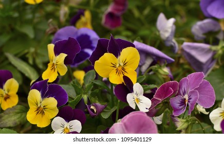 126,259 Floral mixed color Images, Stock Photos & Vectors | Shutterstock