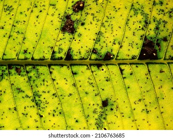 152 Plumeria Rust Images, Stock Photos & Vectors | Shutterstock