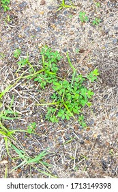 Close Texture Ground Stock Photo 1713149398 | Shutterstock