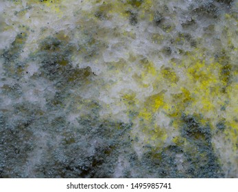 Close Texture Growing Bread Mold Rhizopus Stock Photo (Edit Now) 1543482686