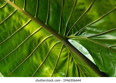 1,065 Tropical lea Images, Stock Photos & Vectors | Shutterstock