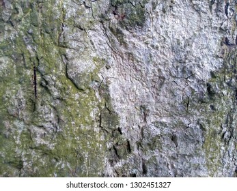 Mango skin texture : 1 445 images, photos et images vectorielles de ...