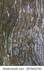 1,429 imágenes de Mango skin texture - Imágenes, fotos y vectores de ...