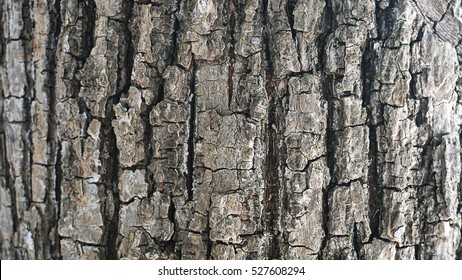Close Texture Surface Rough Tree Skin Stock Photo 527608294 | Shutterstock