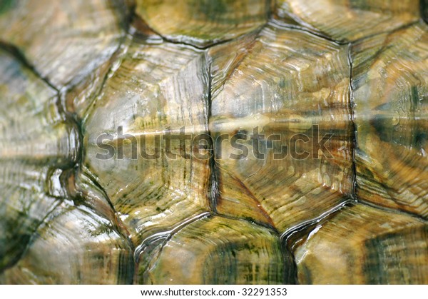 Close Texture Tortoise Shell Tortoise Redeared Stock Photo 32291353 ...