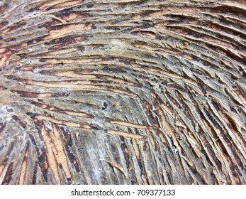 Close Textures Inside Coconut Shell After Stock Photo 709377133 ...