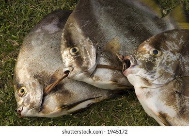 Close Three Fish Faces Stock Photo 1945172 | Shutterstock