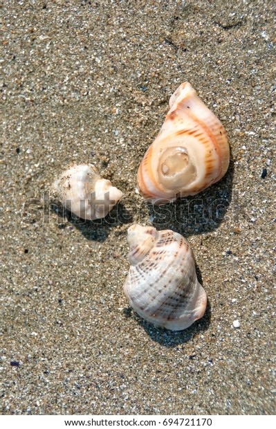 Close Three Seashell On Sand Beach Stock Photo 694721170 | Shutterstock