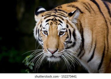Close Tiger Stock Photo 152273441 | Shutterstock