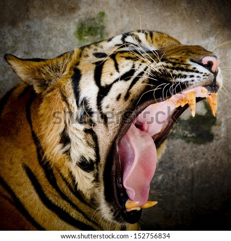 Close Tigers Face Bare Teeth Bengal Stock Photo (Edit Now) 152756834 ...