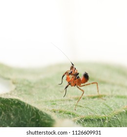 Close Tiny Orange Praying Mantis Stock Photo 1126609931 | Shutterstock