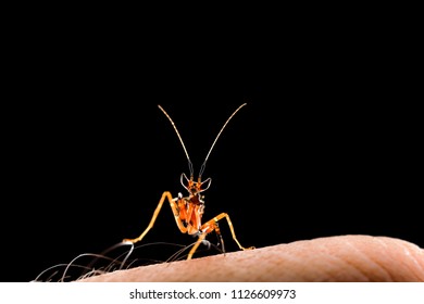 Close Tiny Orange Praying Mantis Stock Photo 1126609973 | Shutterstock
