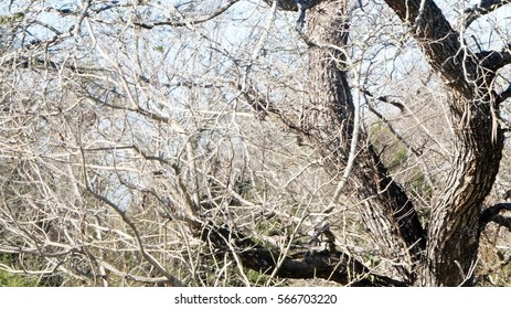 Close Tree Stock Photo 566703220 | Shutterstock