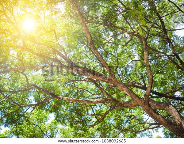 Close Tree Branches Sun Beams Through Stock Photo 1038092665 | Shutterstock