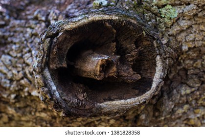 Close Tree Limb Texture Depth Stock Photo 1381828358 | Shutterstock