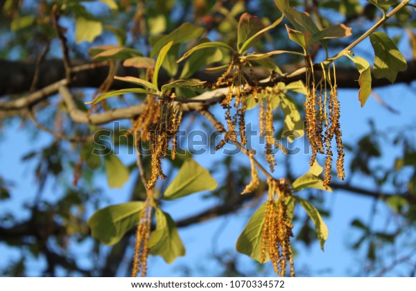 Close Tree Limbs Spring Stock Photo 1070334572 | Shutterstock